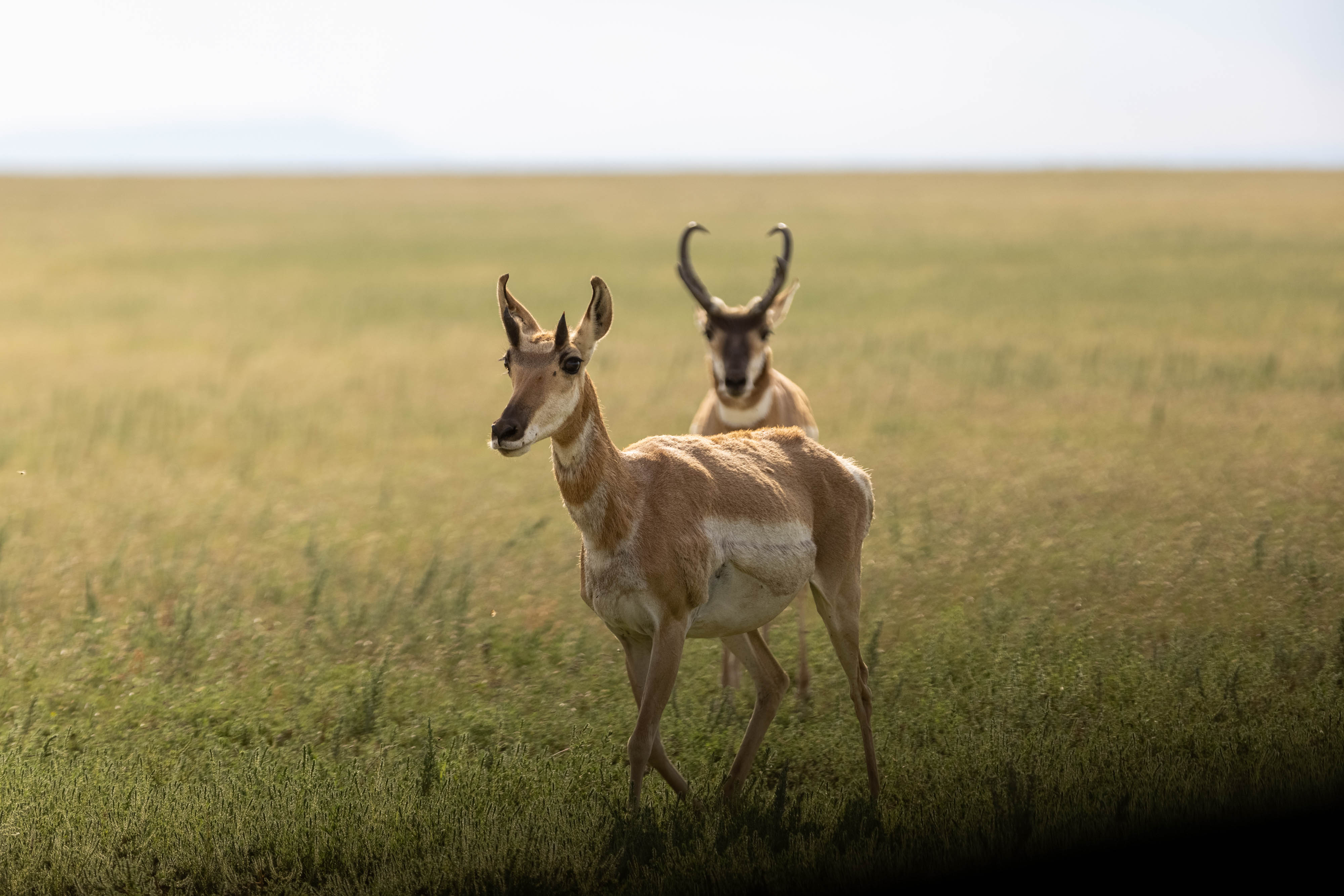 Where The Antelope Roam. – Fire & Flavor